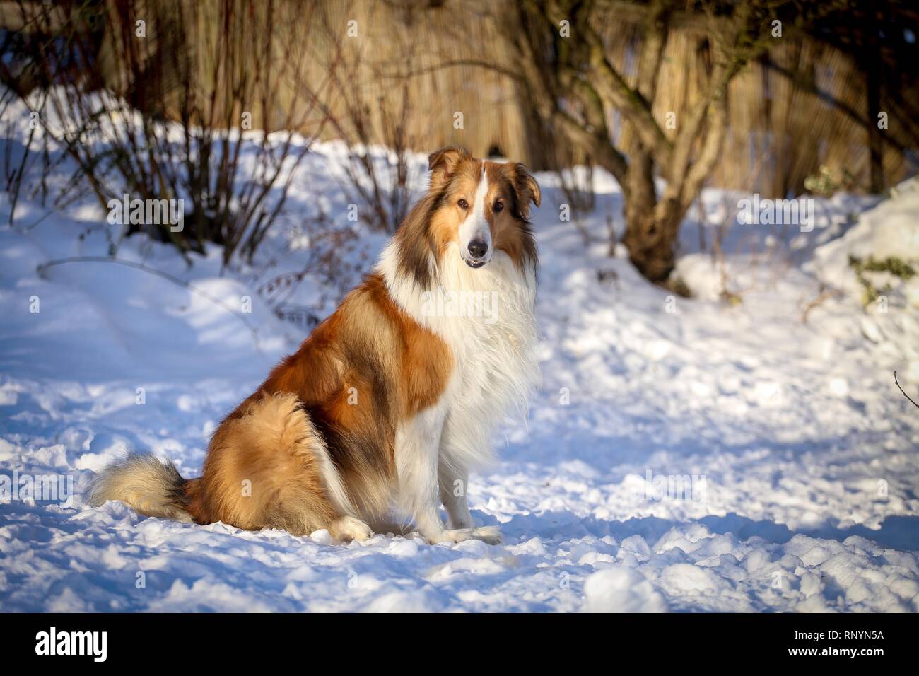 sitting longhaired Collie Stock Photo - Alamy