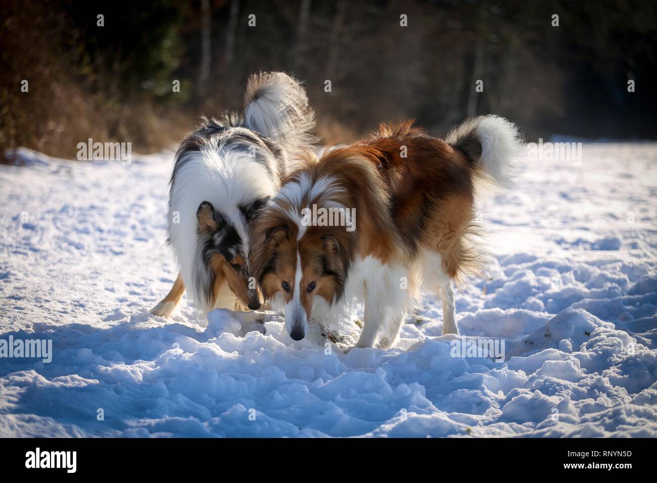 Sable merle hi-res stock photography and images - Alamy