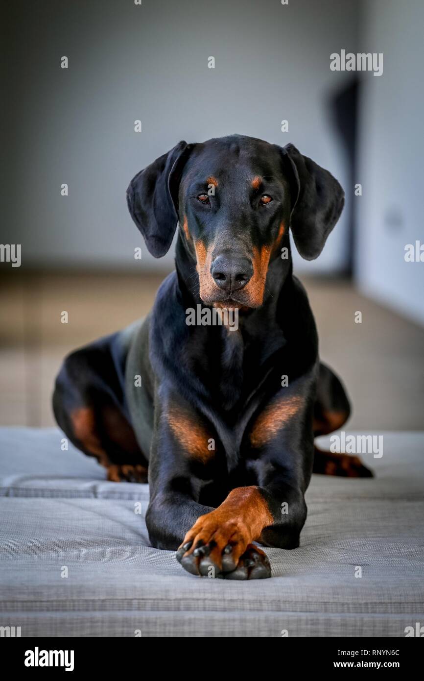 lying Doberman Pinscher Stock Photo - Alamy