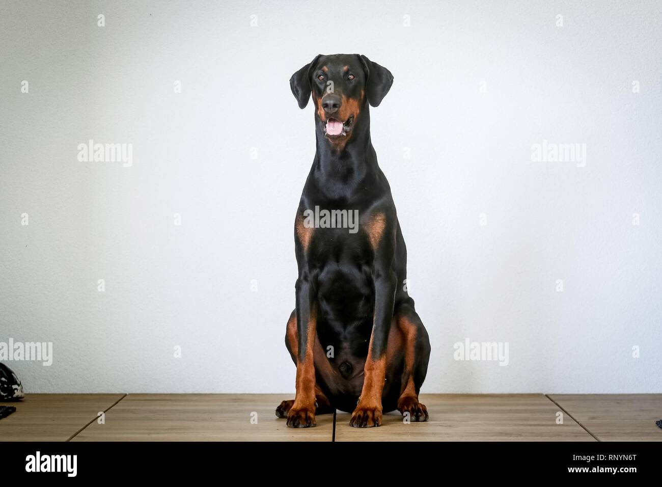 sitting Doberman Pinscher Stock Photo - Alamy