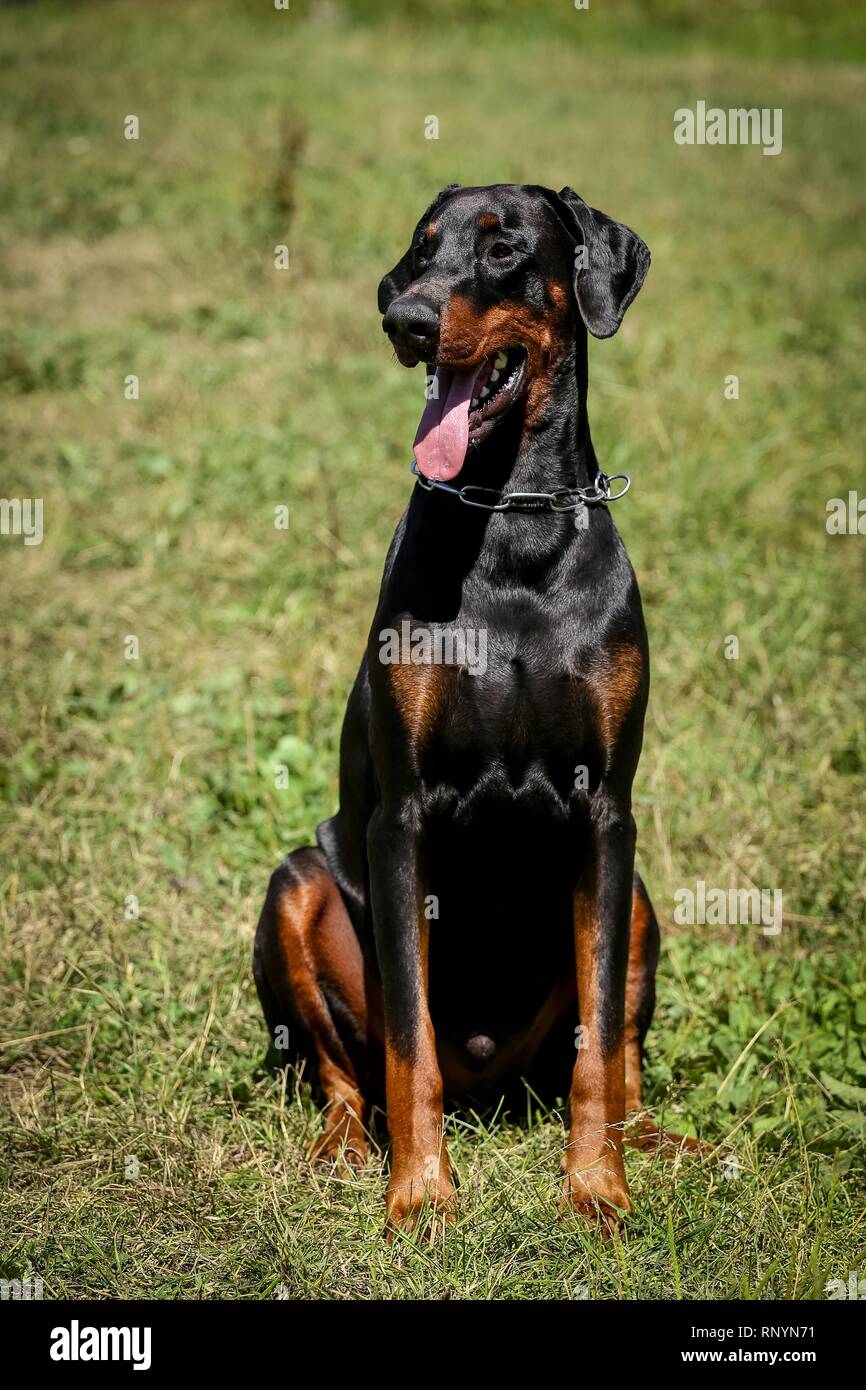 sitting Doberman Pinscher Stock Photo - Alamy