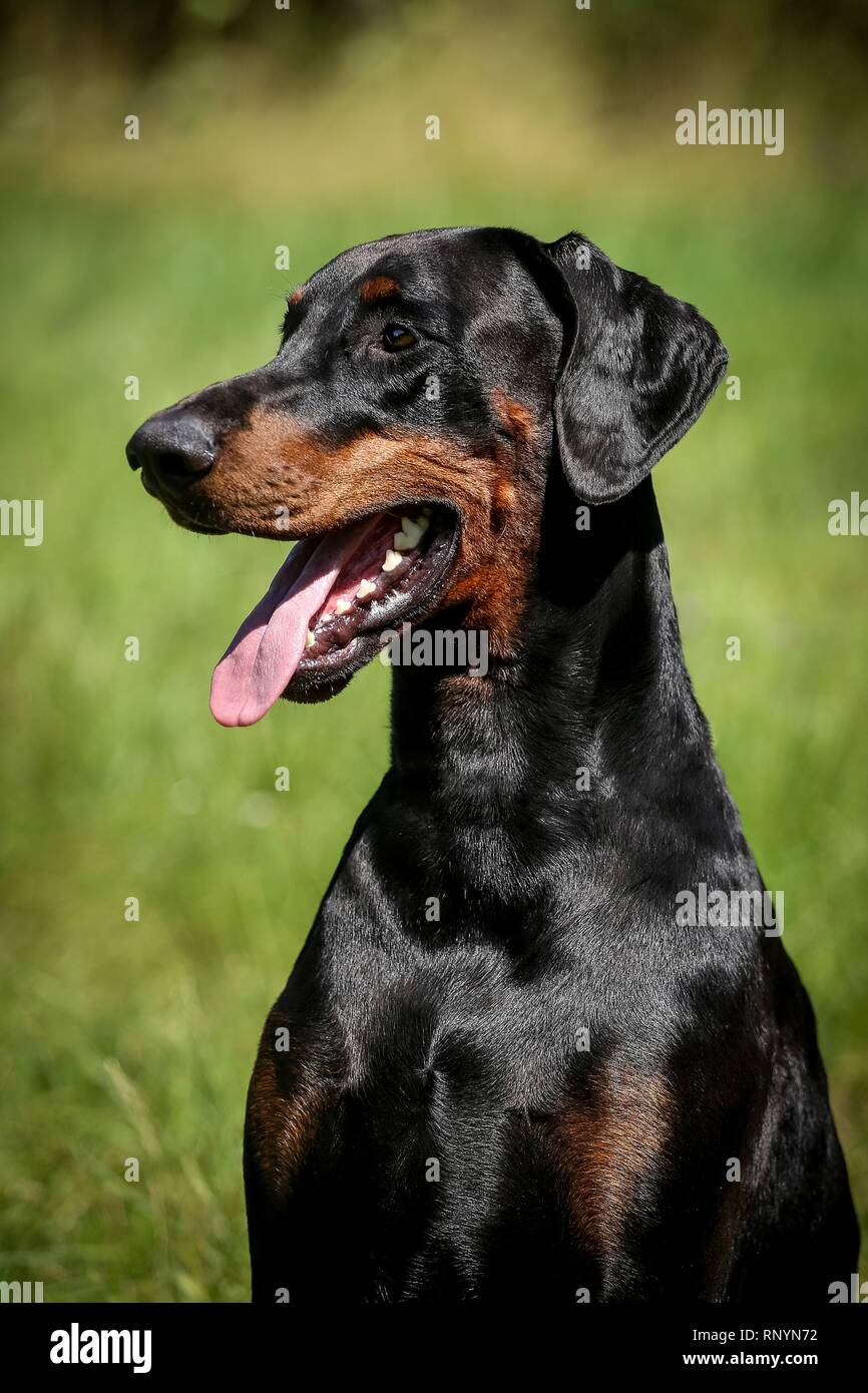 Doberman Pinscher Portrait Stock Photo - Alamy