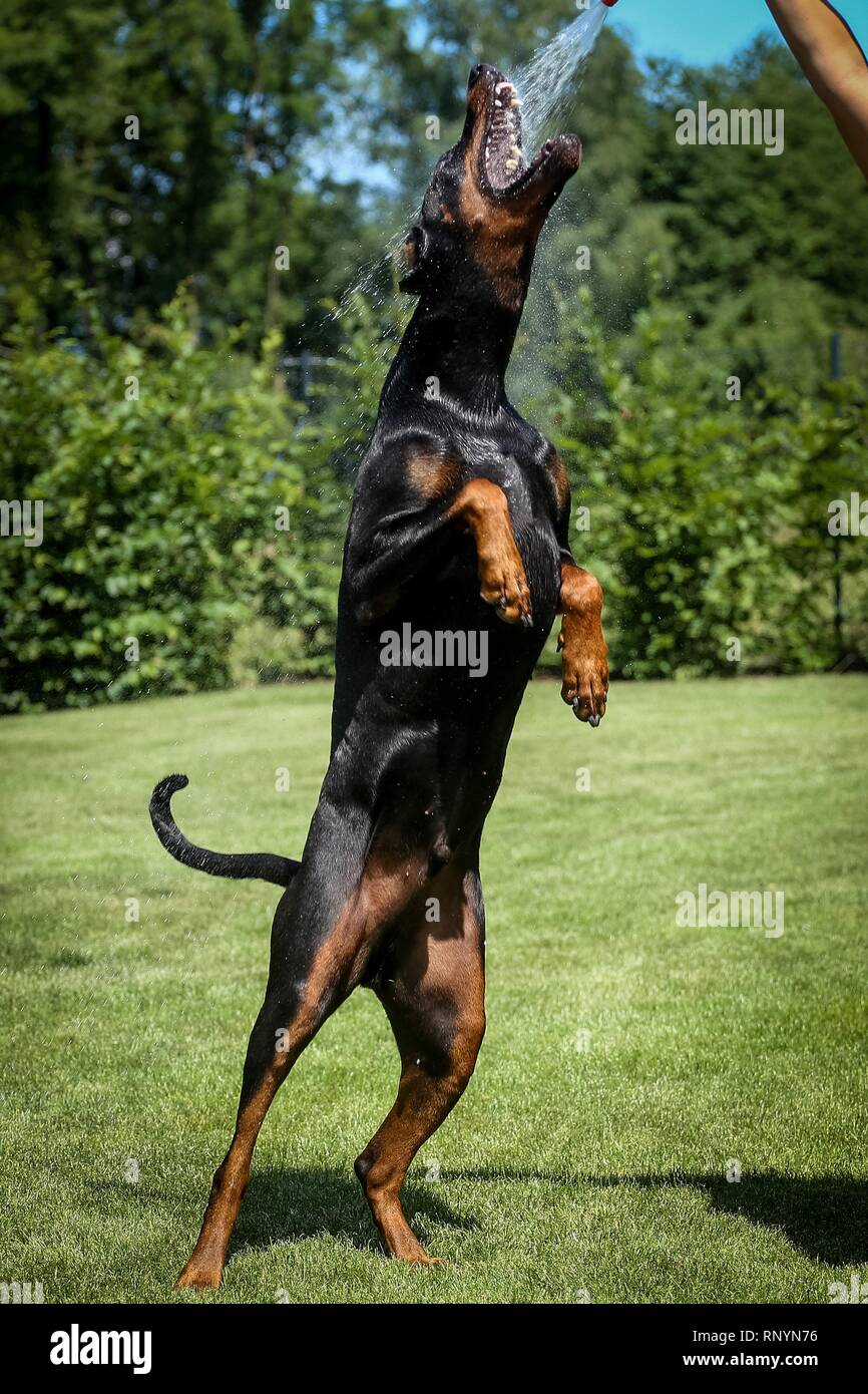 playing Doberman Pinscher Stock Photo - Alamy