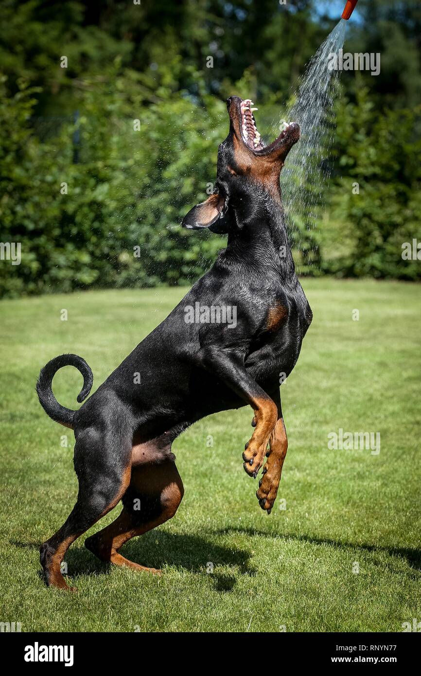 playing Doberman Pinscher Stock Photo - Alamy