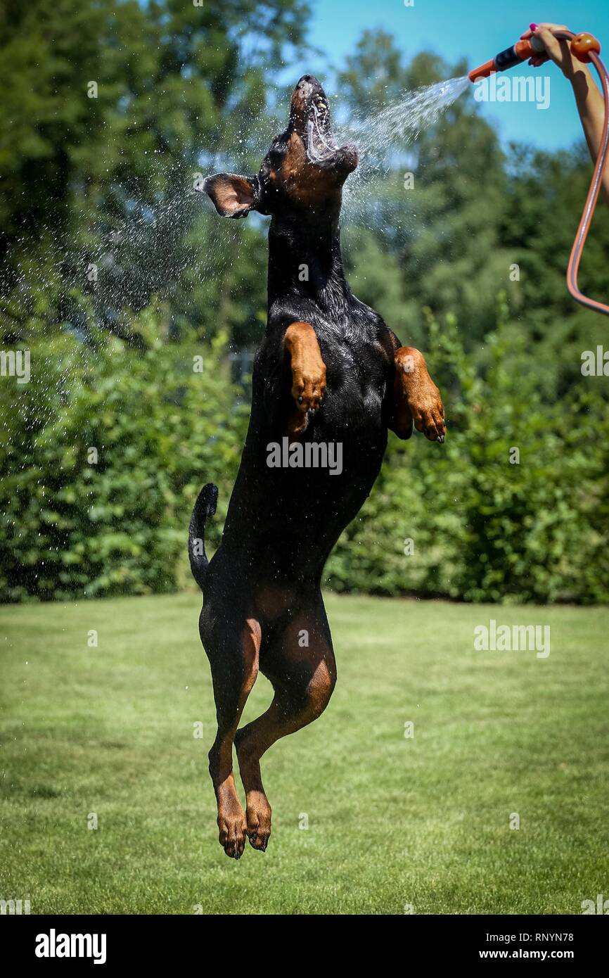 playing Doberman Pinscher Stock Photo - Alamy