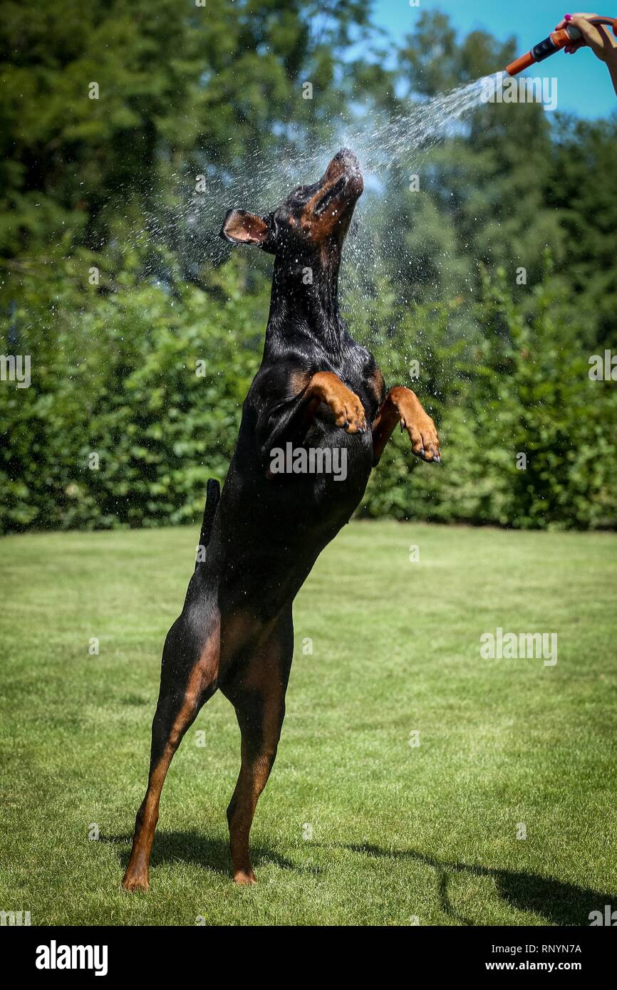 playing Doberman Pinscher Stock Photo - Alamy