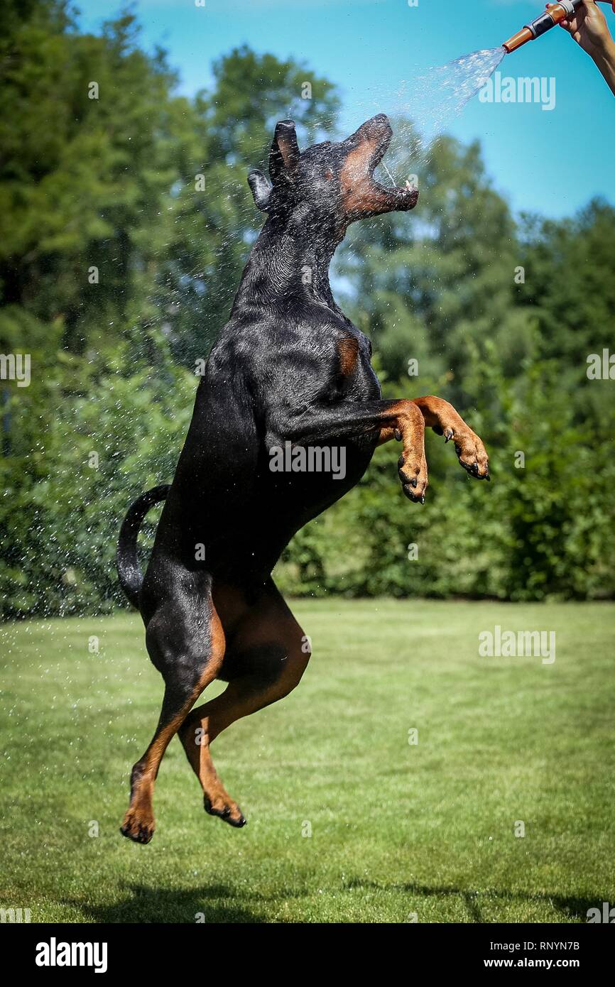 playing Doberman Pinscher Stock Photo - Alamy