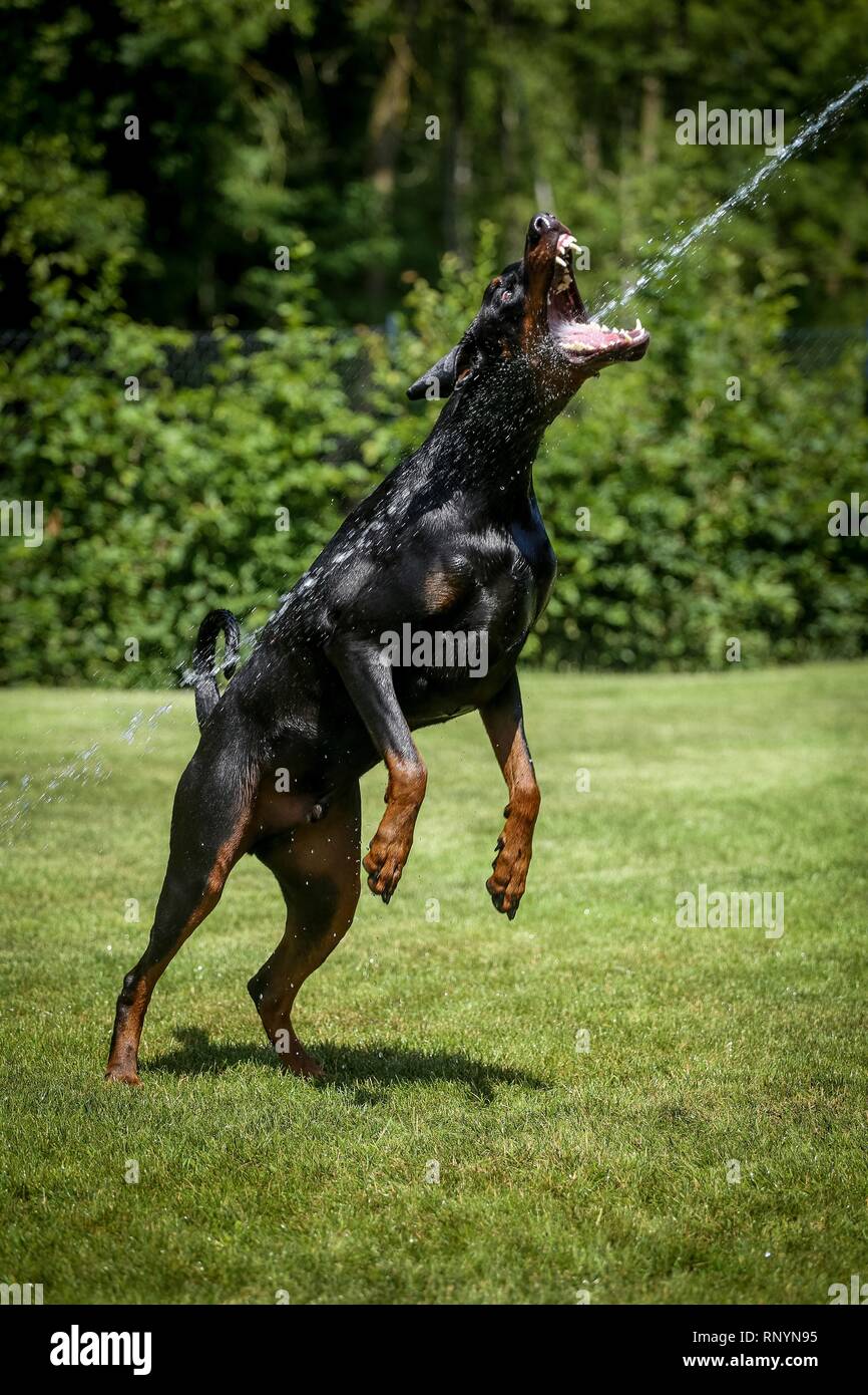 playing Doberman Pinscher Stock Photo - Alamy