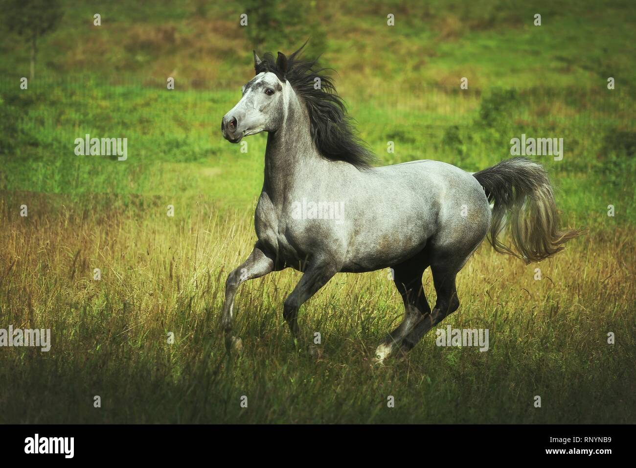 galloping arabian horse Stock Photo - Alamy