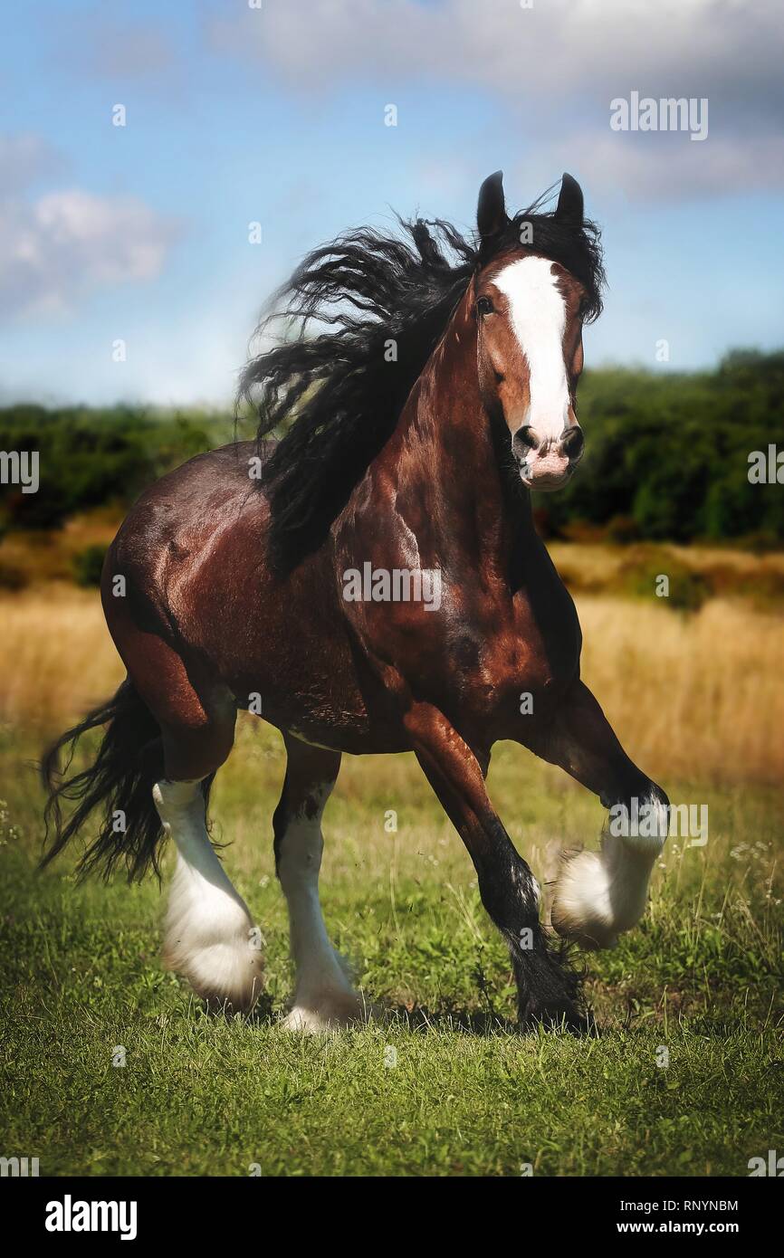 trotting Shire Horse Stock Photo - Alamy