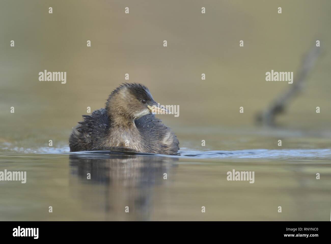 Swims and flies hi-res stock photography and images - Alamy