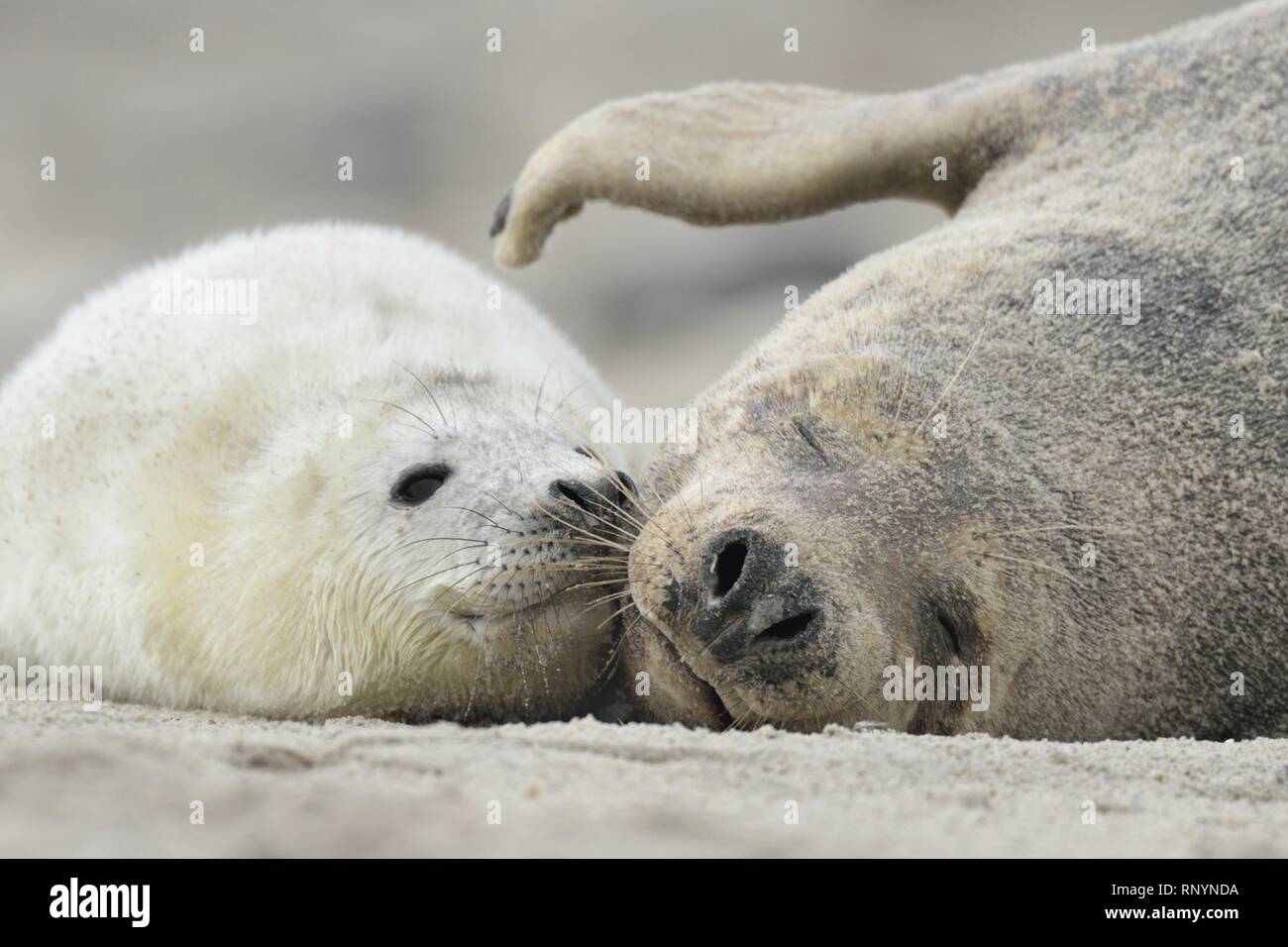 Cuddling seals hi-res stock photography and images - Alamy