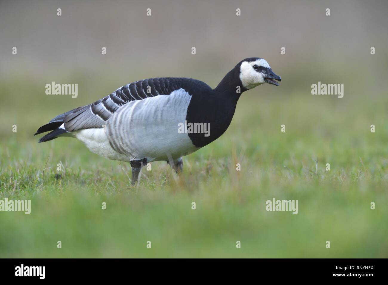 Barnacle goose eating grass hi-res stock photography and images - Alamy