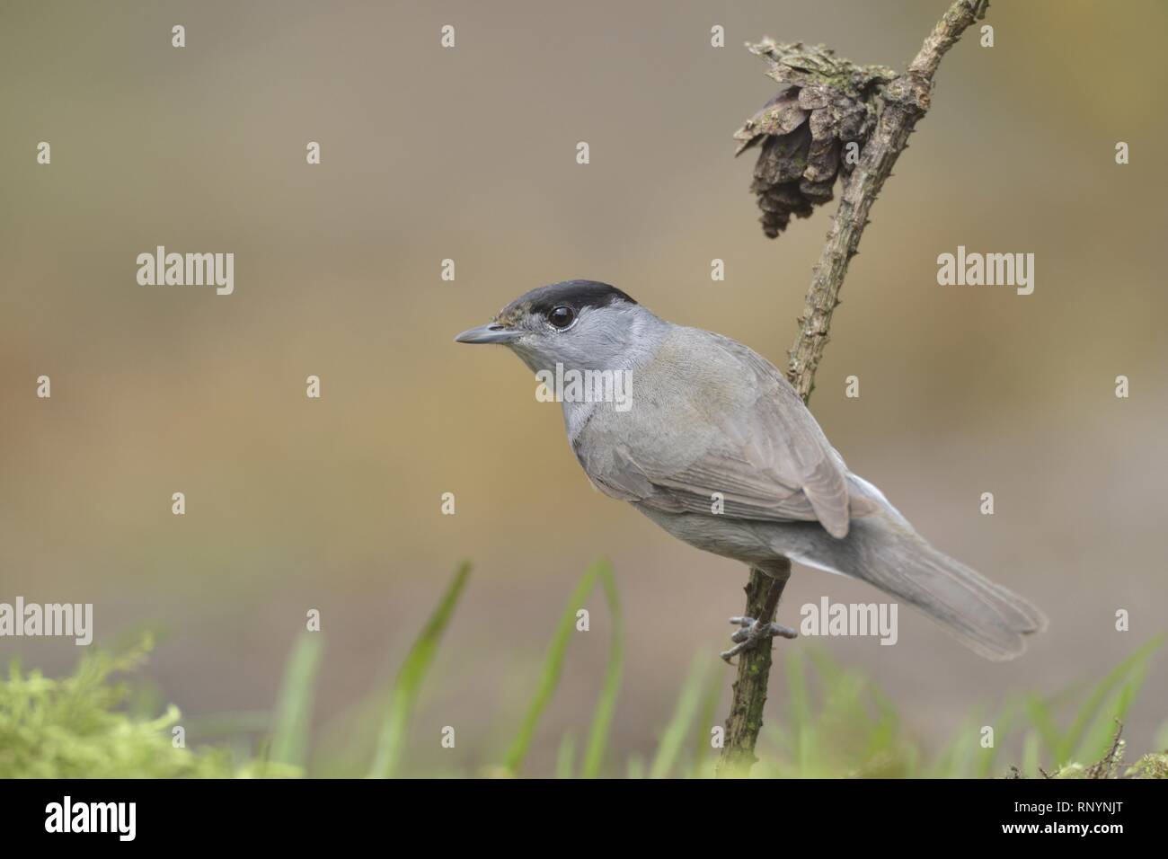 Blackcap branches hi-res stock photography and images - Alamy