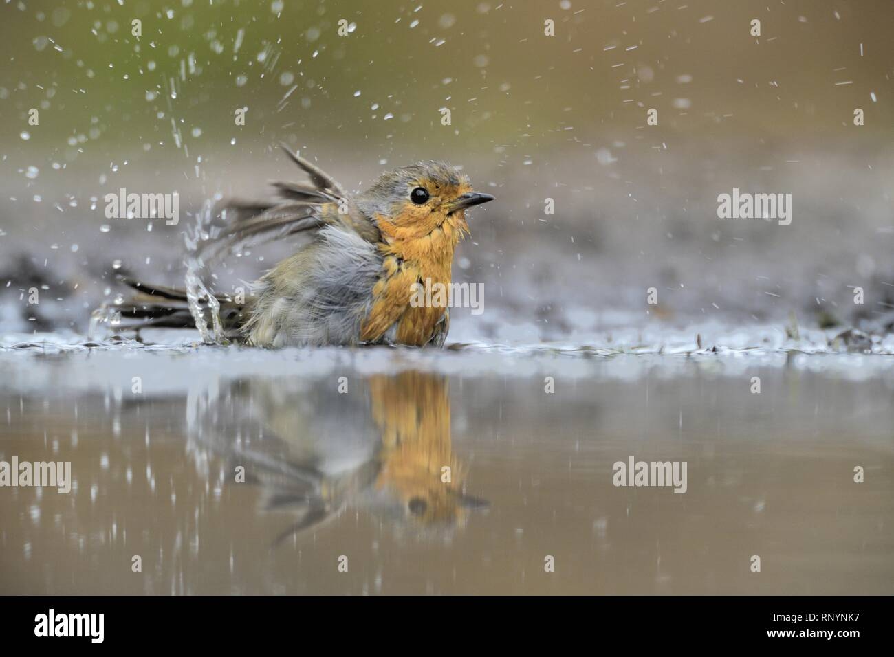 Splashing robin hi-res stock photography and images - Alamy