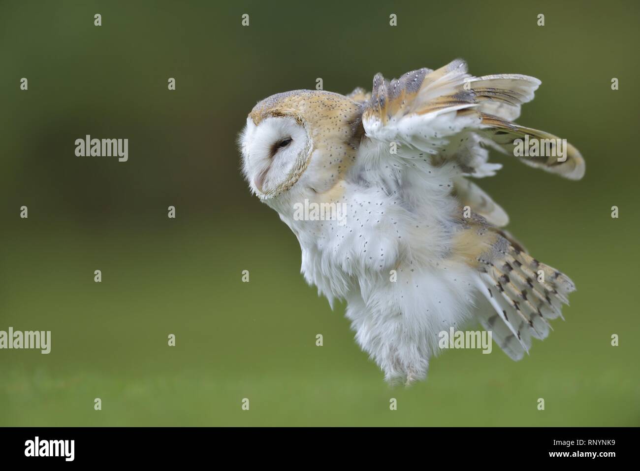 Barn owl side profile hi-res stock photography and images - Alamy