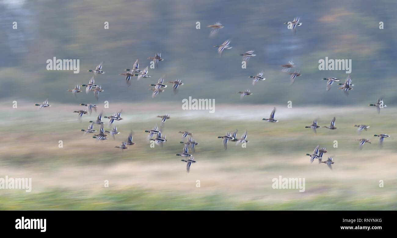 Flying mallard meadow hi-res stock photography and images - Alamy