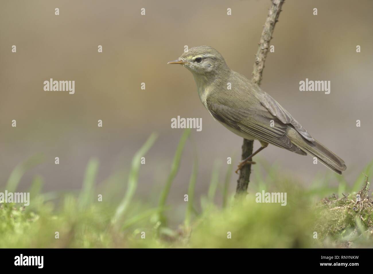 Common chiffchaffs hi-res stock photography and images - Alamy