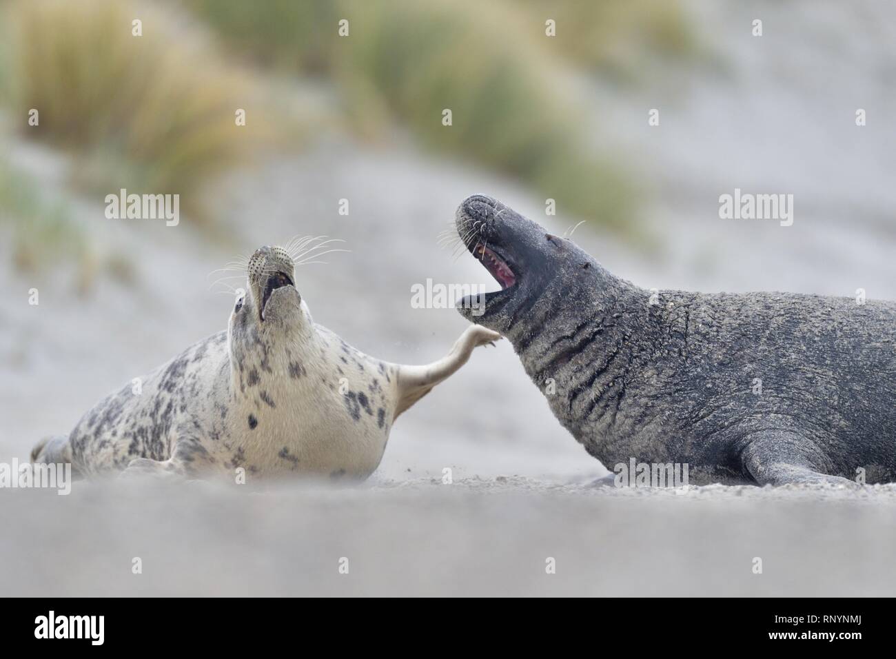 Grey seal laughing hi-res stock photography and images - Alamy
