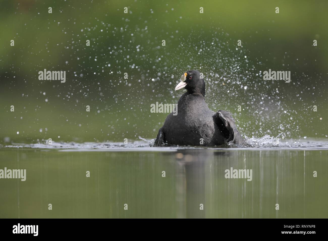 Eurasian black coot Stock Photo - Alamy