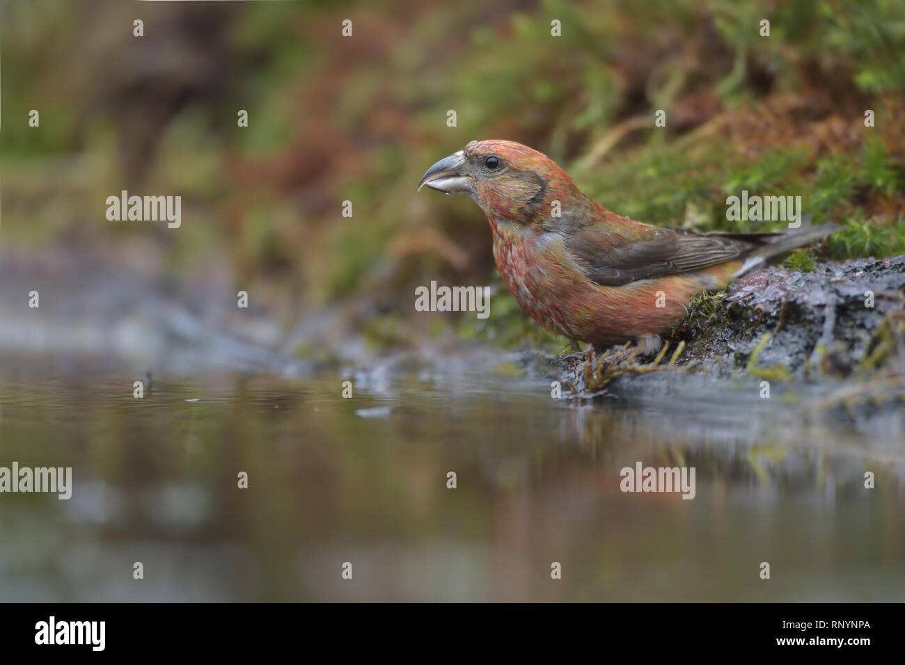 Sitka crossbill hi-res stock photography and images - Alamy