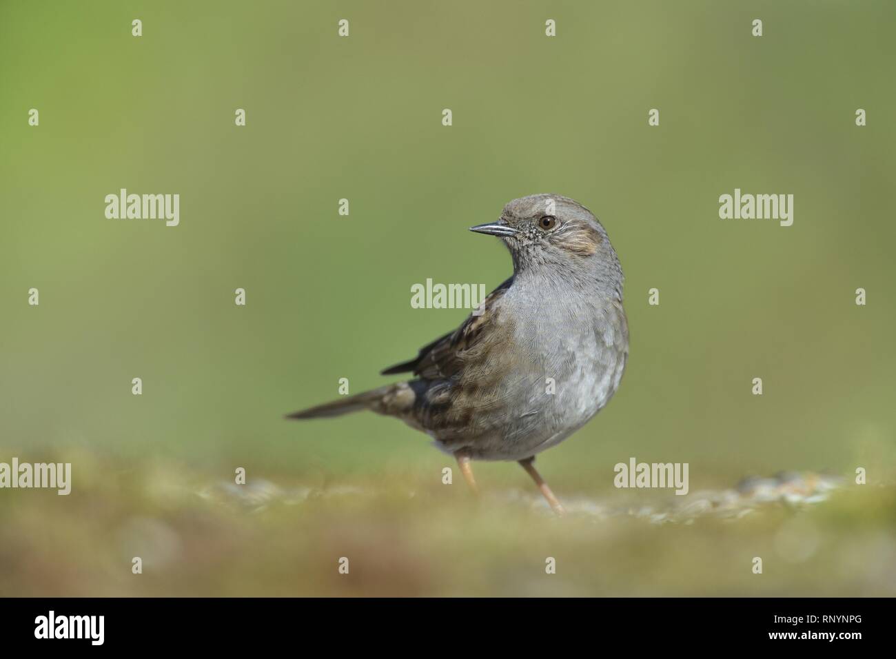 1 one adult dunnock hi-res stock photography and images - Alamy