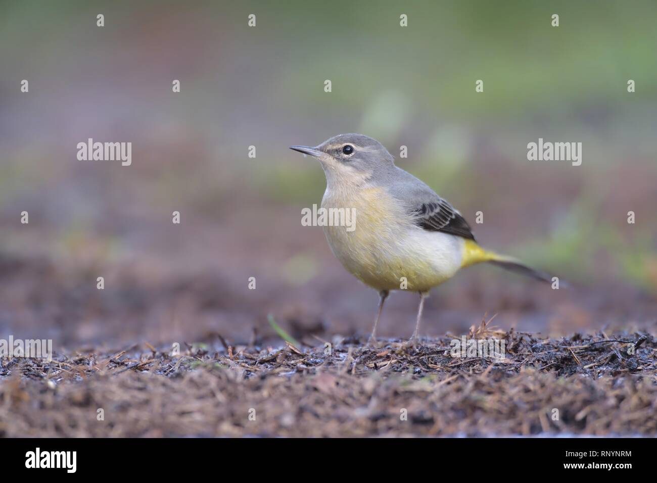 Blue headed wagtails hi-res stock photography and images - Alamy