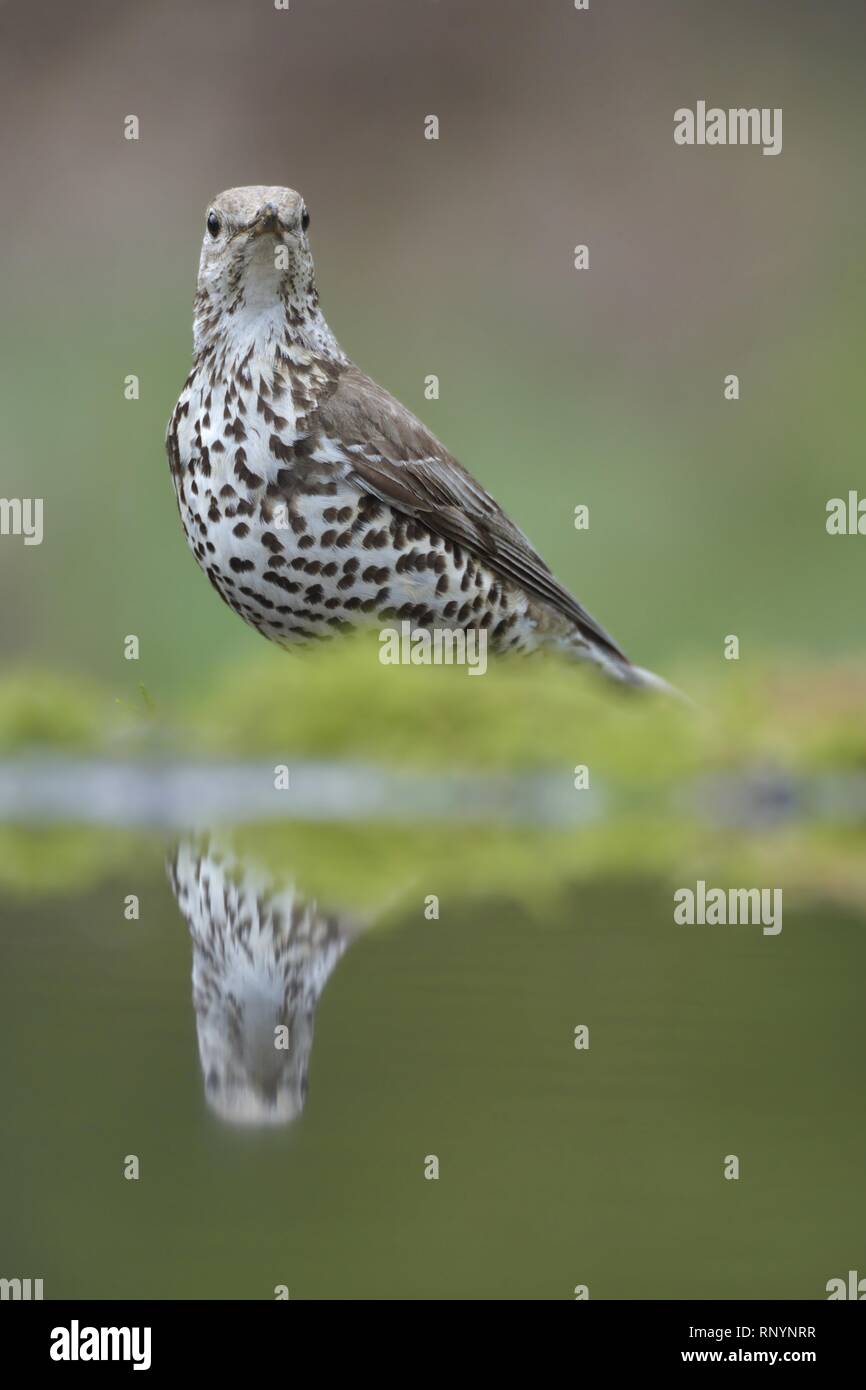 Throstle hi-res stock photography and images - Alamy