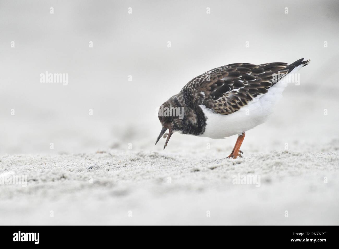 Side profile turnstone hi-res stock photography and images - Alamy