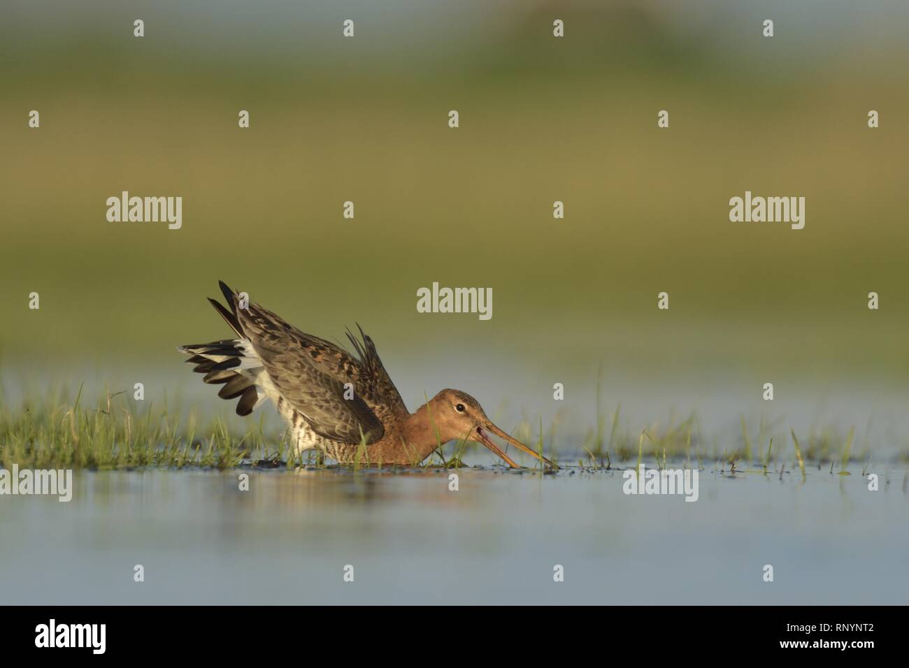 Black tailed godwits eating hi-res stock photography and images - Alamy