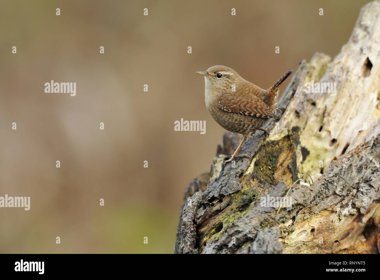 Landscape format wren hi-res stock photography and images - Alamy