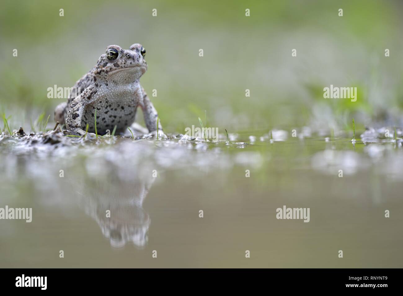 Toad bank hi-res stock photography and images - Alamy
