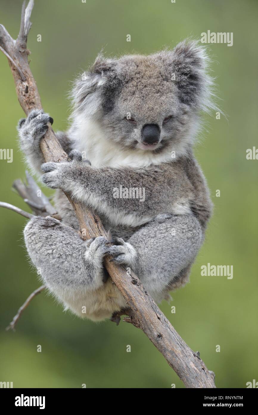Koala solo hi-res stock photography and images - Alamy