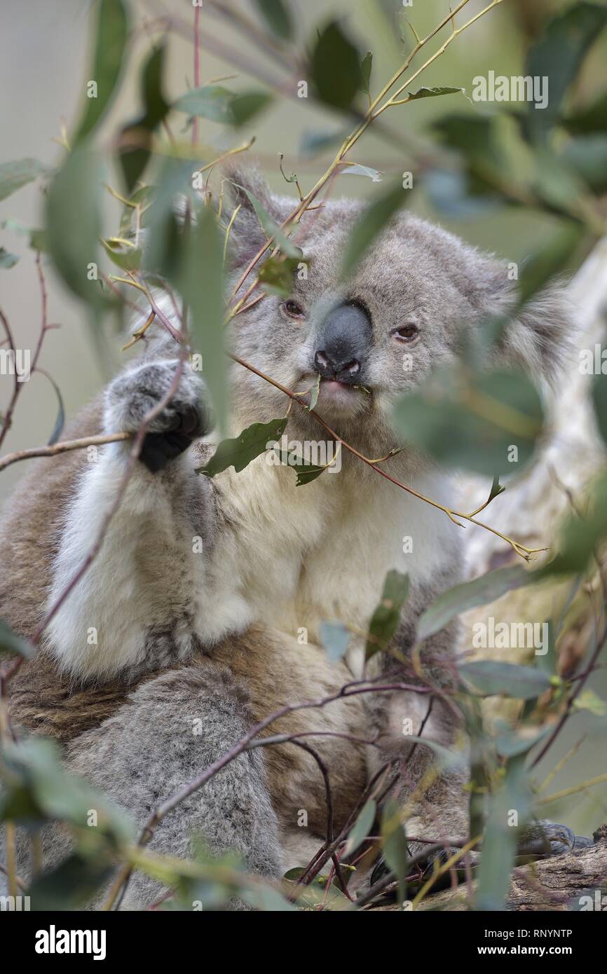 Koala eat leaf hi-res stock photography and images - Alamy
