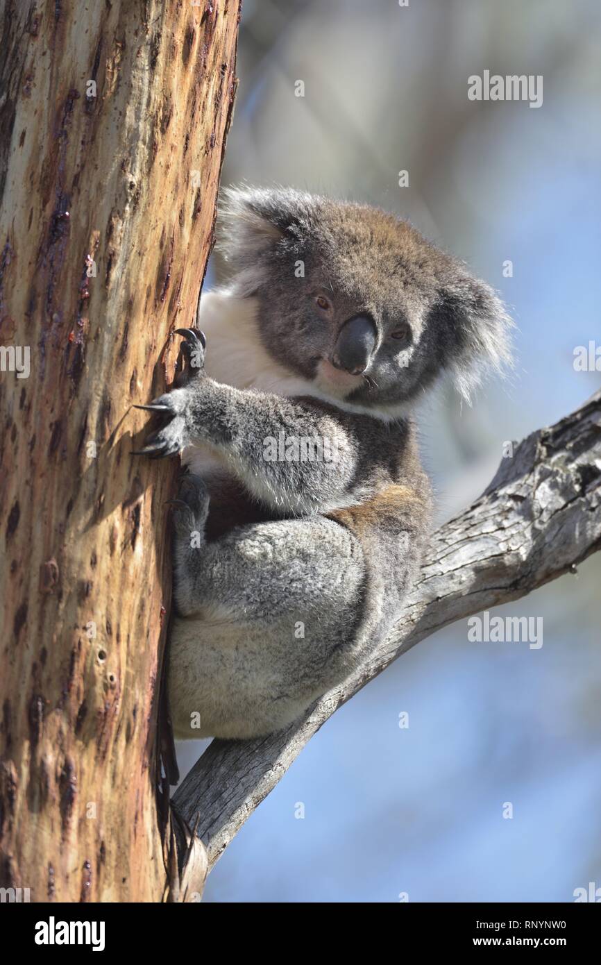 Koala solo hi-res stock photography and images - Alamy