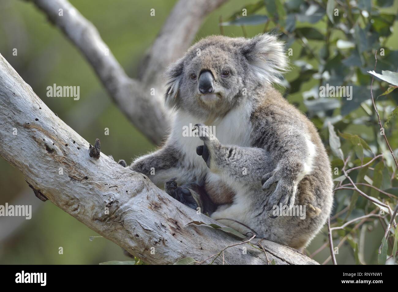Koala solo hi-res stock photography and images - Alamy