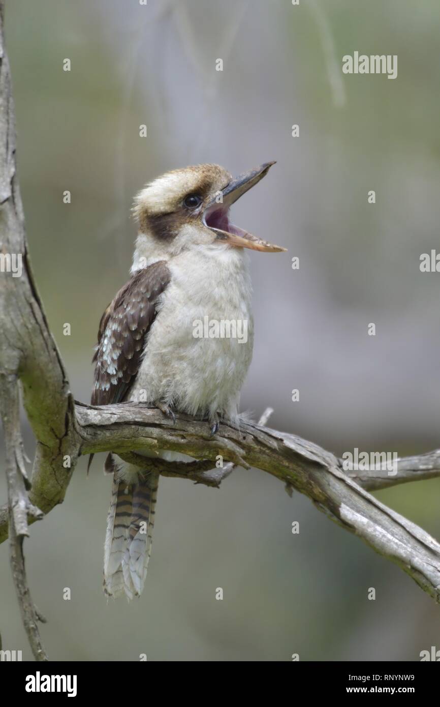 Laughing jackasses hi-res stock photography and images - Alamy