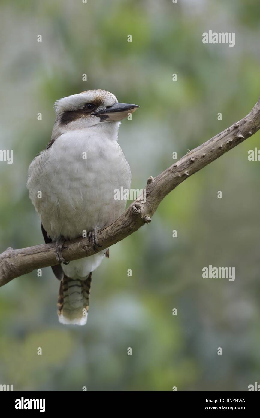 Australian laughing jackass hi-res stock photography and images - Alamy