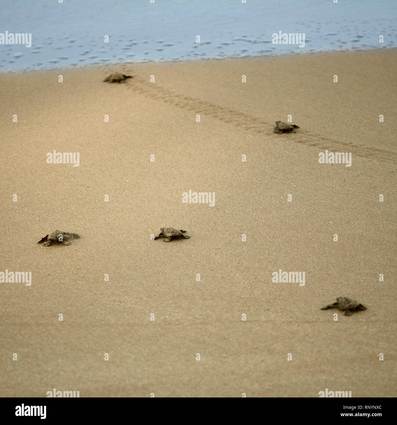 Loggerhead sea turtle emergence: the turtles emerge in a group and ...