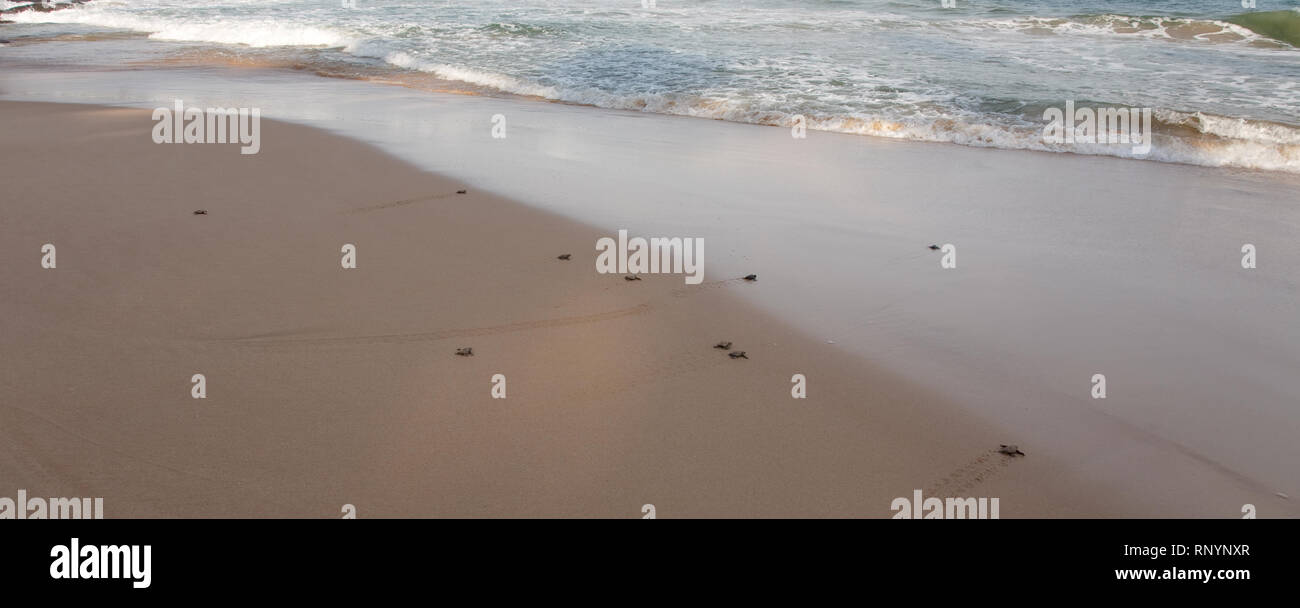 Loggerhead sea turtle emergence: the turtles emerge in a group and ...