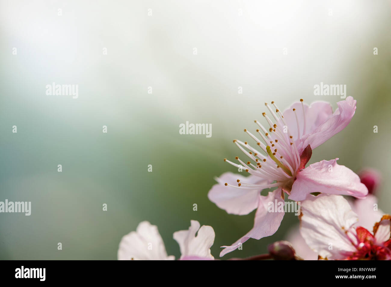 The pink beautiful sakura flower with nice background color Stock Photo ...