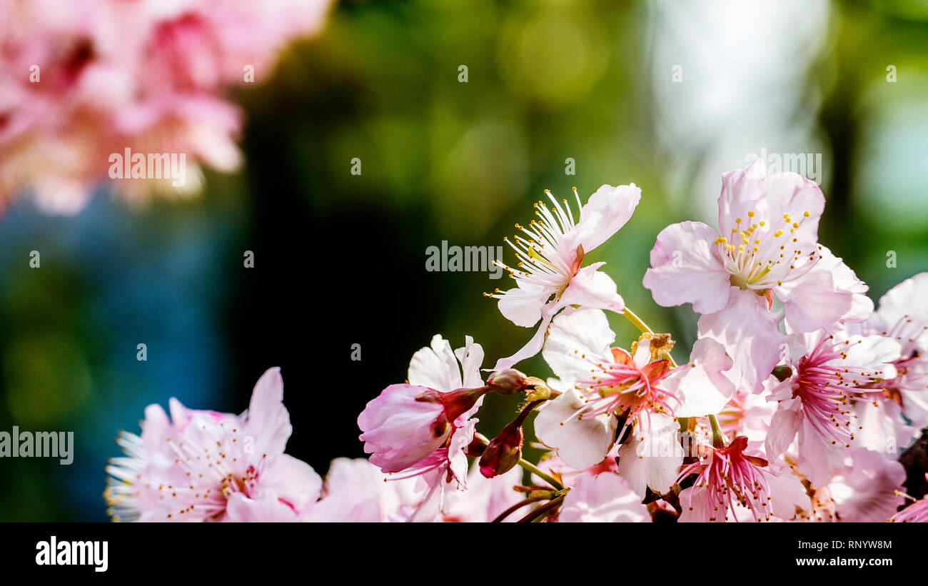 The pink beautiful sakura flower with nice background color Stock Photo ...