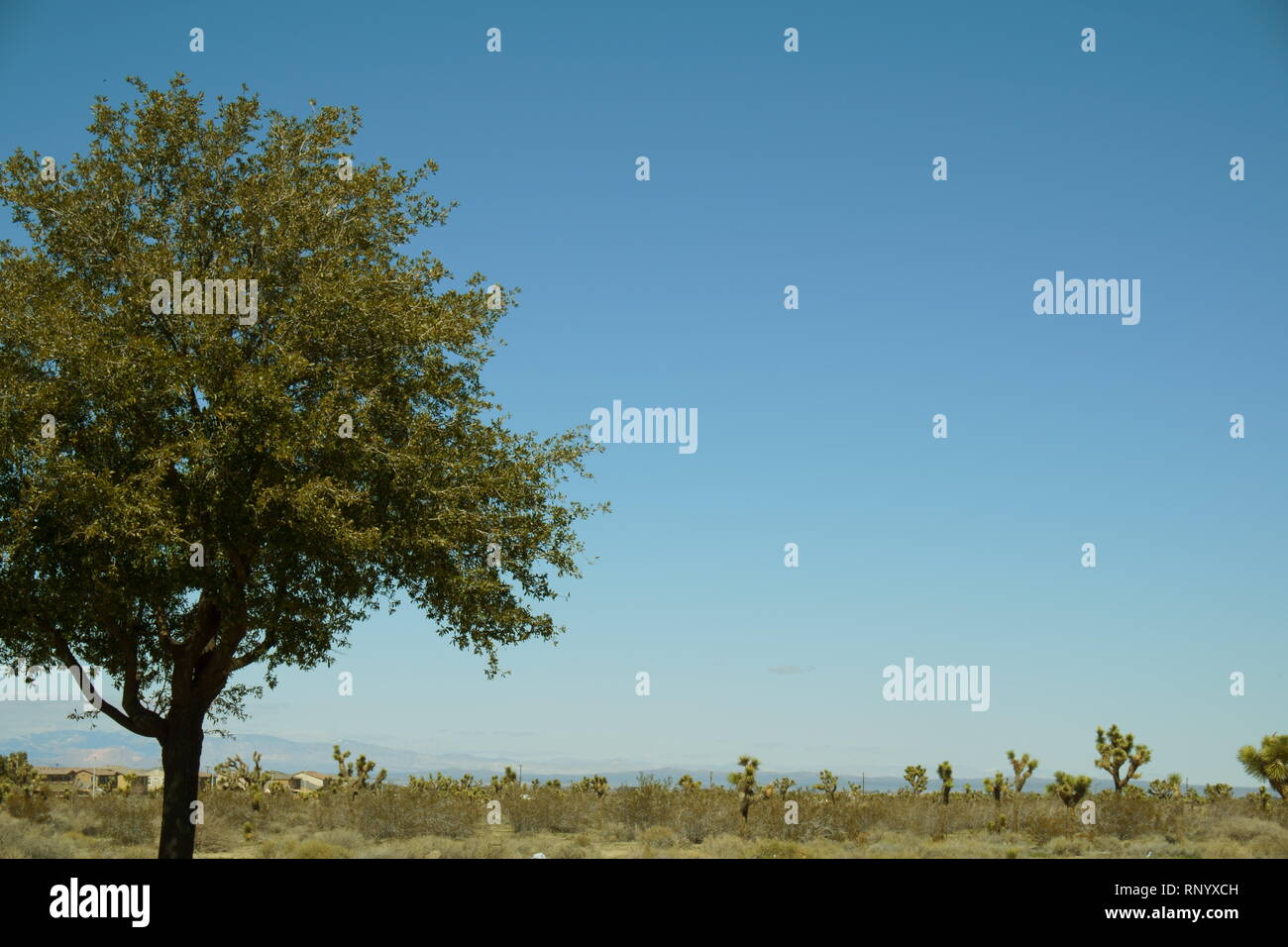 Tree on the left of a desert hi-res stock photography and images - Alamy