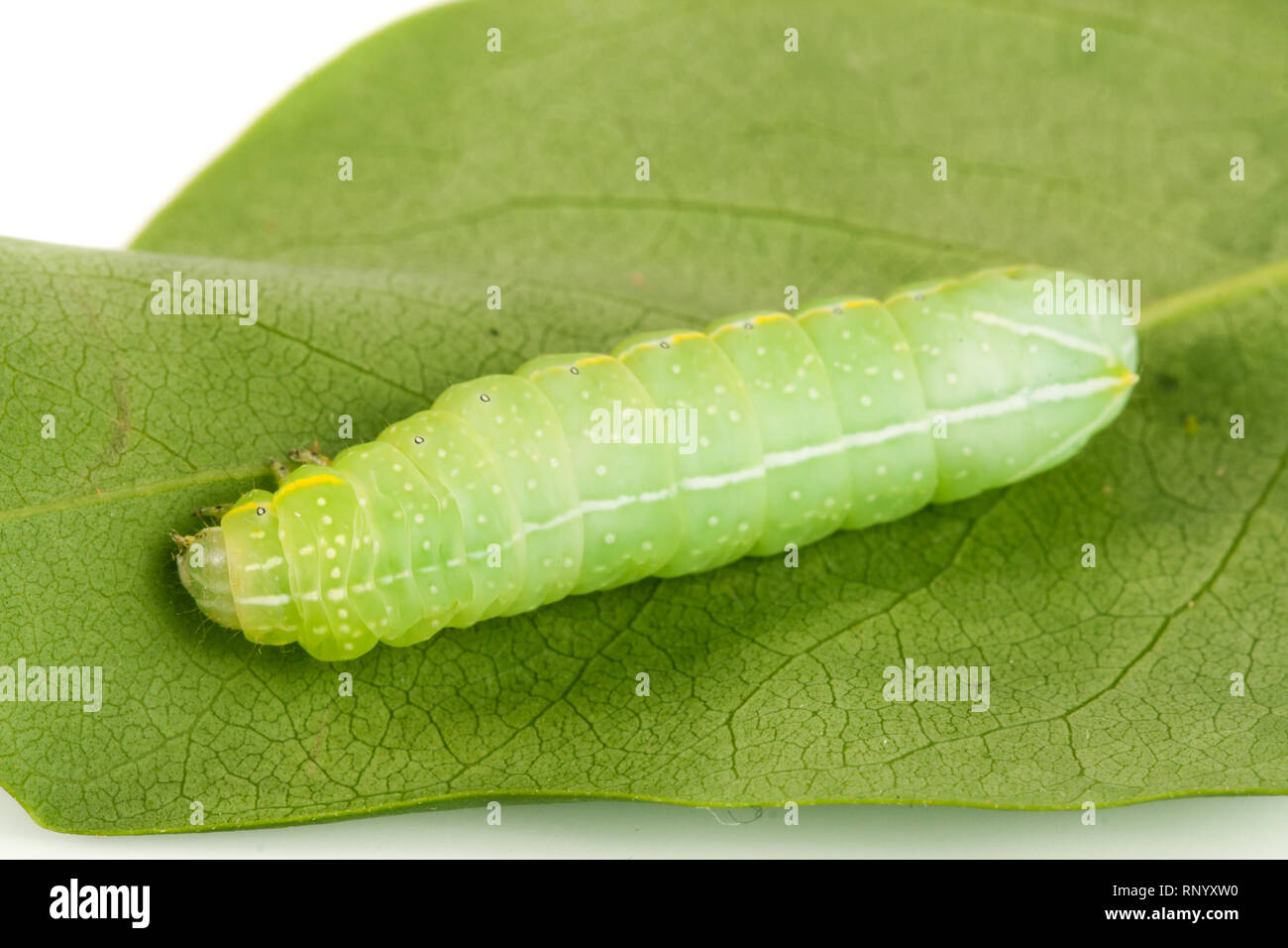 Green beautiful caterpillar on leaf close up Stock Photo - Alamy