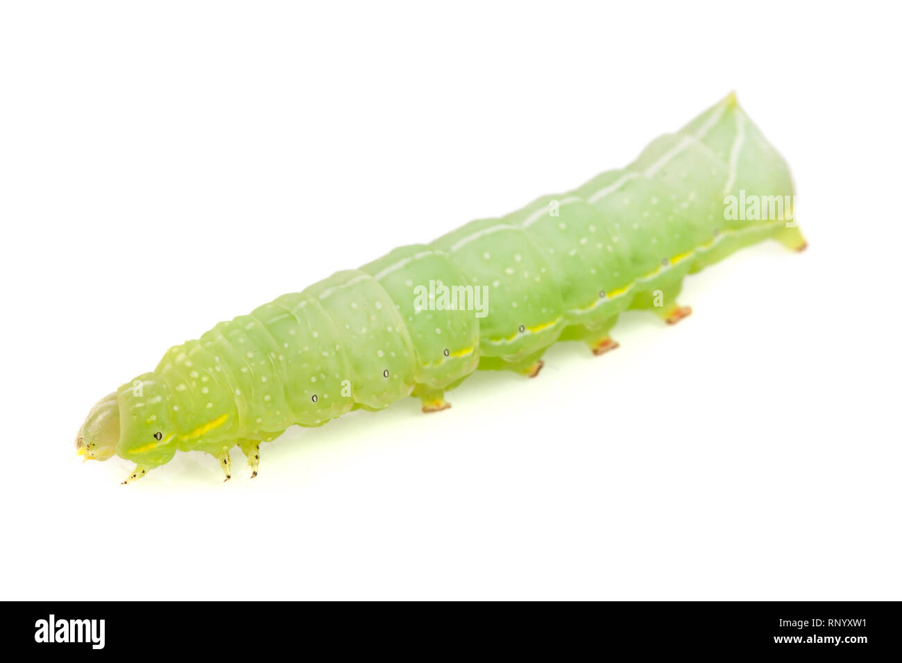 Green caterpillar isolated on white background close-up Stock Photo - Alamy