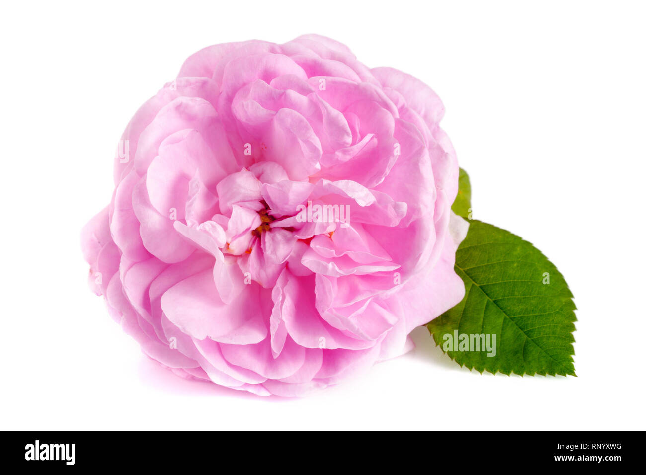 Blooming rose on rosehip Cut Out Stock Images & Pictures - Alamy