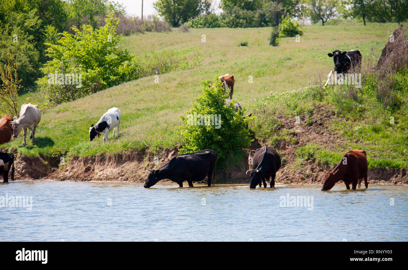 Water trough pool hi-res stock photography and images - Alamy