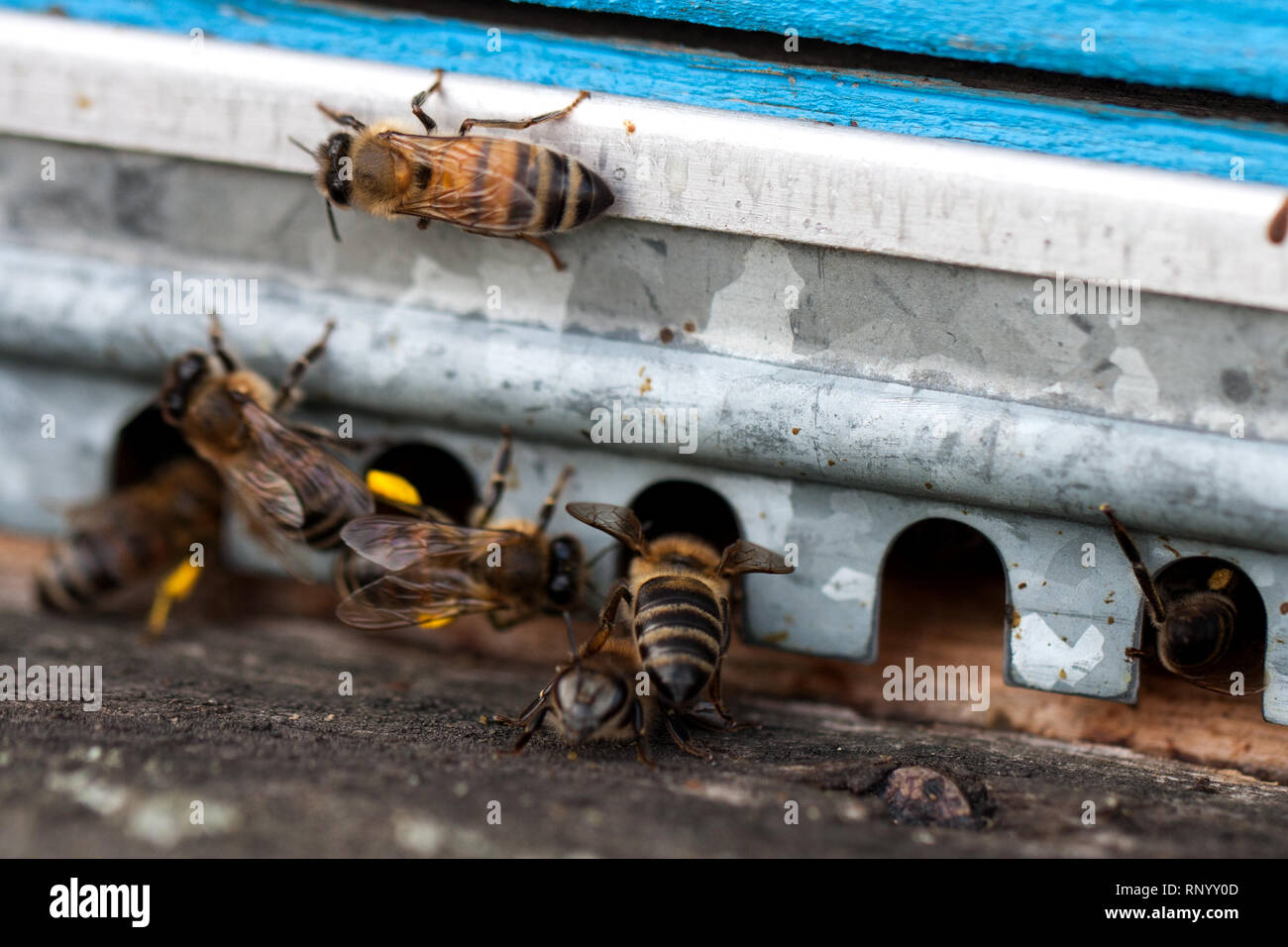 The bees at front hive entrance close-up Stock Photo - Alamy