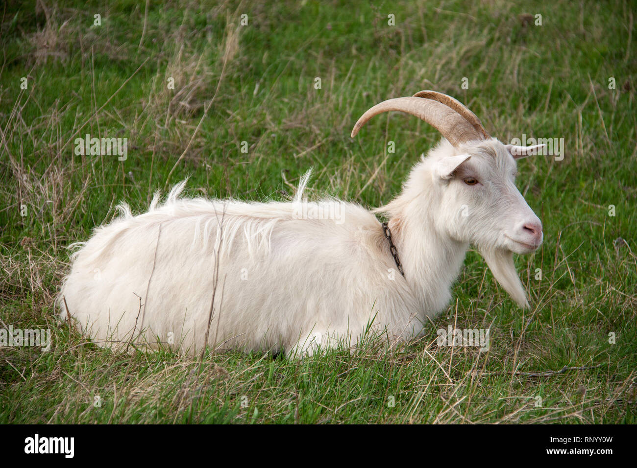 Animal grass field hi-res stock photography and images - Alamy