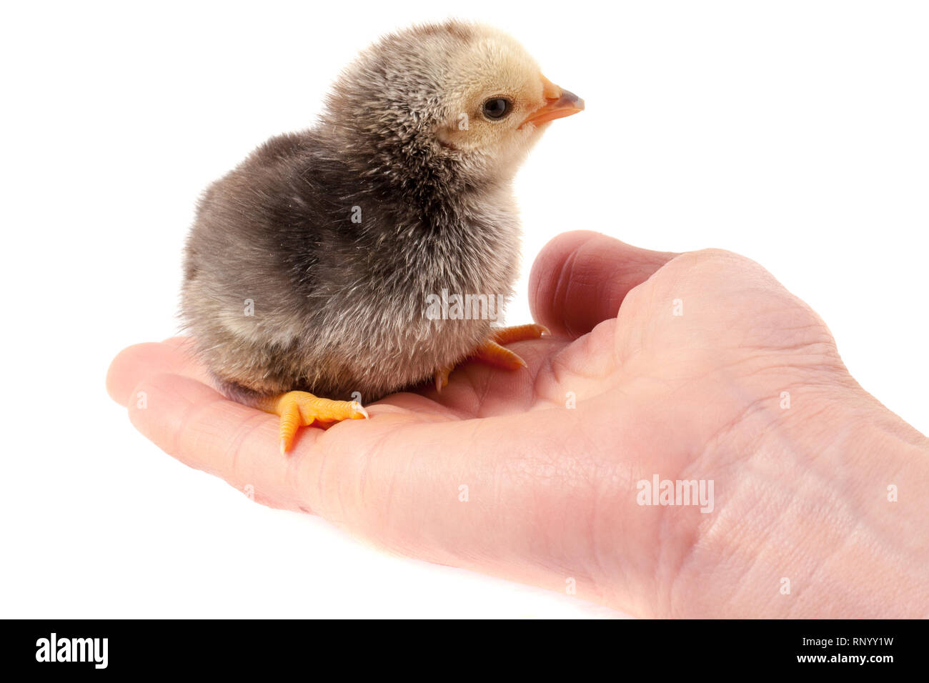 Hand holding a chicken, isolated on a white background Stock Photo - Alamy